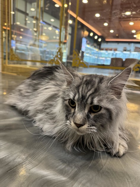 메인쿤 레오 래브라도리트리버입양 닥스훈트입양 도베르만입양 말티치입양 말티폼입양 빠삐용입양 사모예드입양 스피츠입양 시바견입양 시베리안허스키입양 시츄입양 요크셔테리어입양