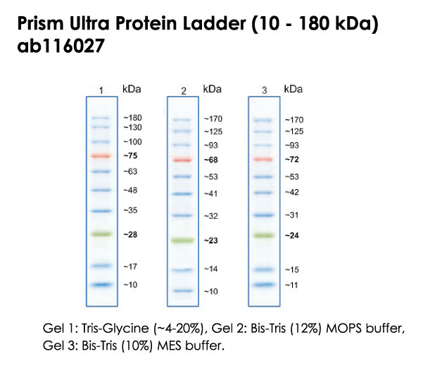 Abcam의 protein marker, Prism Protein Ladder : Abcam 제품 소개