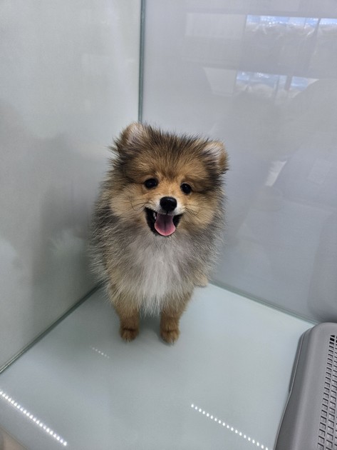 포메라니안 뽀송이 말티즈크기 말티푸크기 푸들크기 먼치킨크기 랙돌크기 브리티쉬숏헤어크기 스코티쉬폴드크기 러시안블루크기 강아지크기 고양이크기 유기견임시보호 유기묘임시보호 강아지