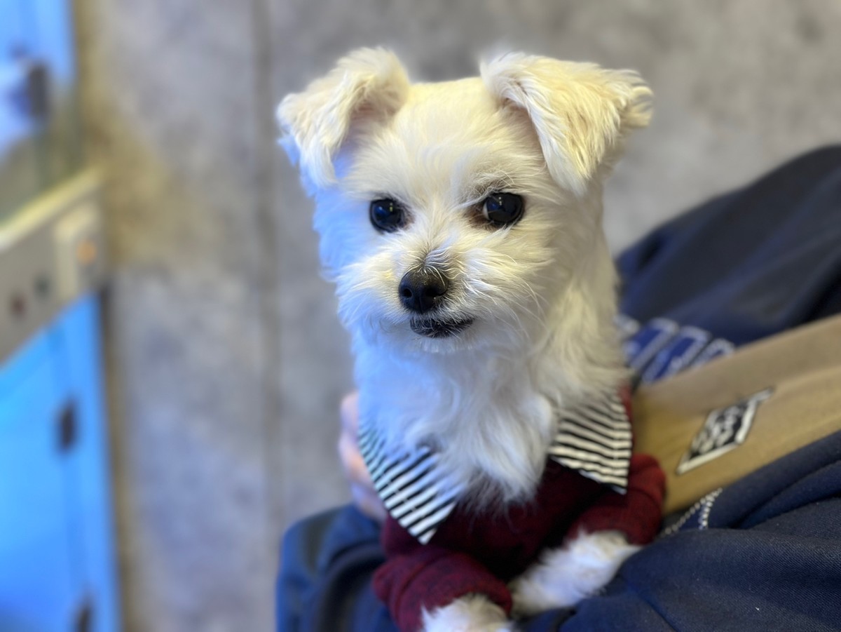 말티즈 사랑이 애완견성격 반려견성격 소형견크기 중형견크기 미니비숑프리제크기 토이푸들크기 골든리트리버크기 래브라도리트리버크기 닥스훈트크기 도베르만크기 말티치크기 말티폼크기