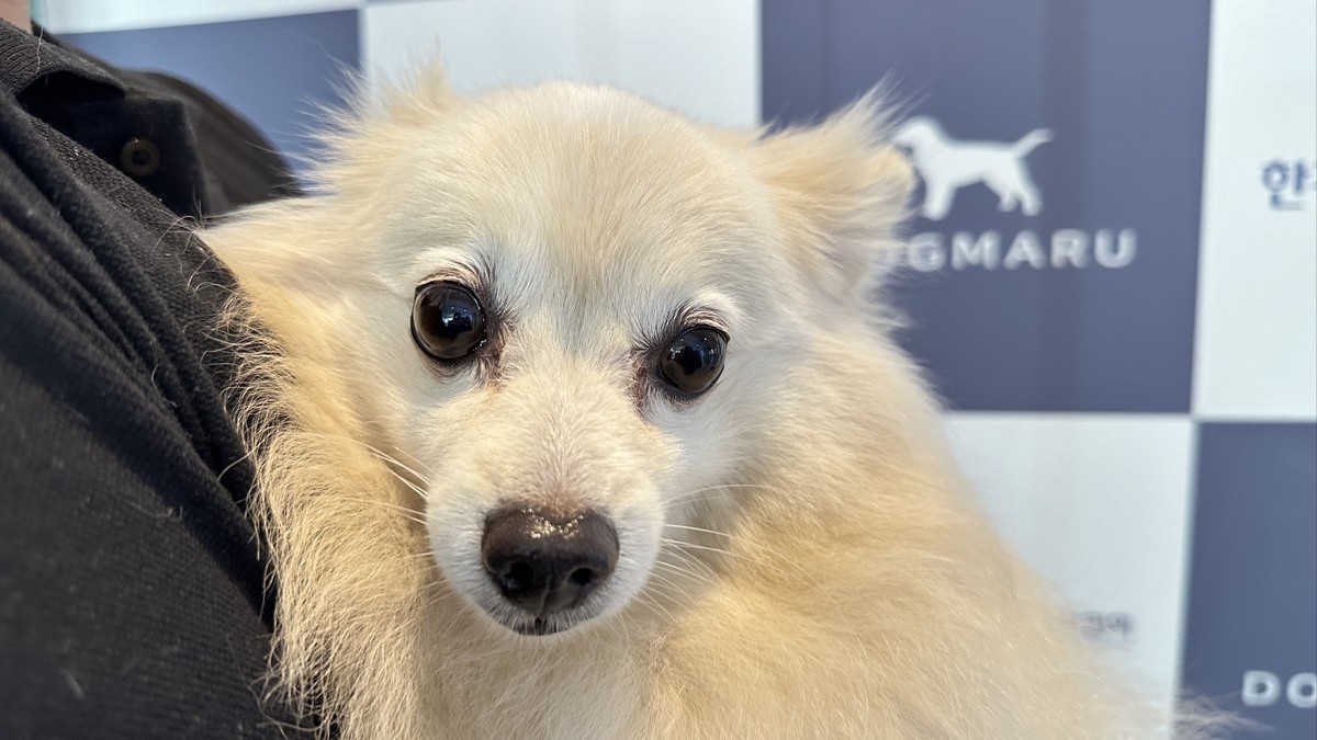 폼피츠 꼬미 대형견책임분양 미니비숑프리제책임분양 토이푸들책임분양 골든리트리버책임분양 래브라도리트리버책임분양 닥스훈트책임분양 도베르만책임분양 말티치책임분양 말티폼책임분양 보더