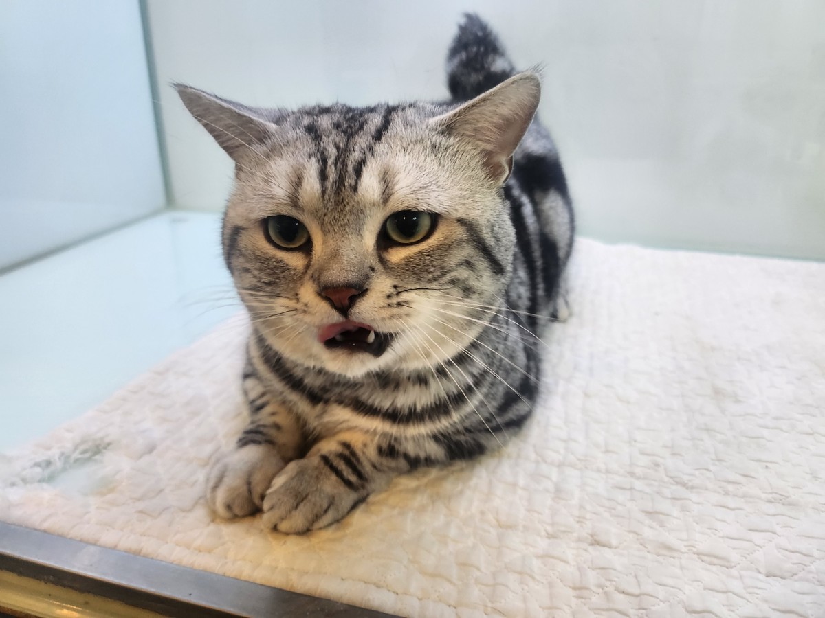 아메리칸숏헤어 코코 강아지책임분양 고양이책임분양 유기견책임분양 유기묘책임분양 연예인강아지분양하는곳 연예인고양이분양하는곳 골댕이무료분양 강아지입양보내기 고양이입양보내기 강아지