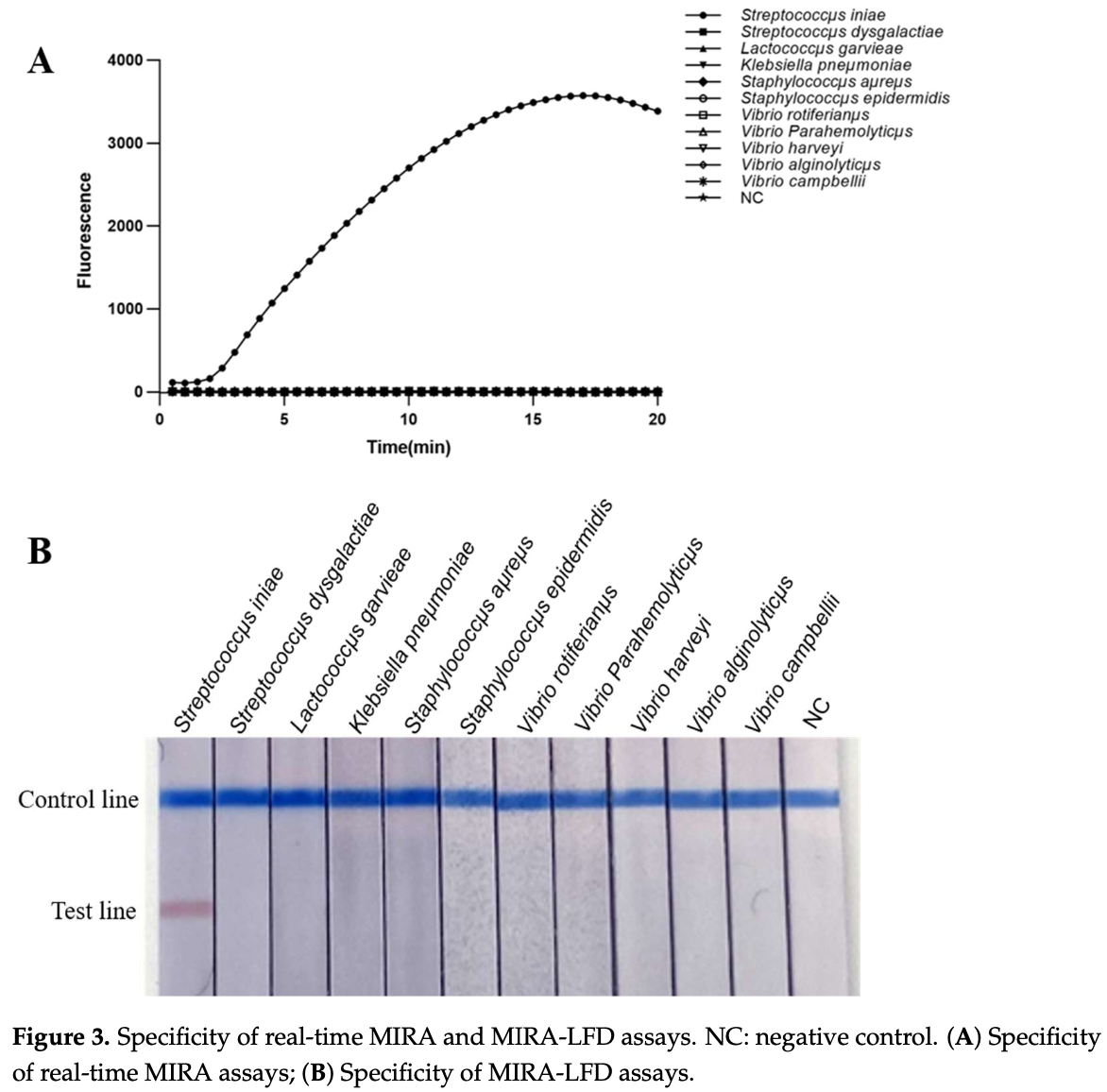 Rapid and Sensitive Detection of Streptococcus iniae in Trachinotus ...