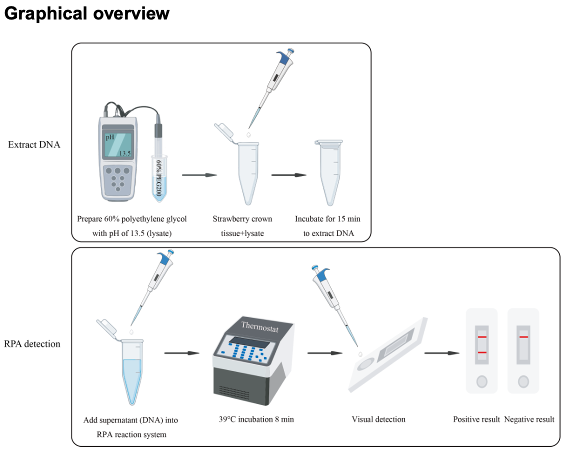 bio-protocol : Development of Recombinase Polymerase Amplification ...