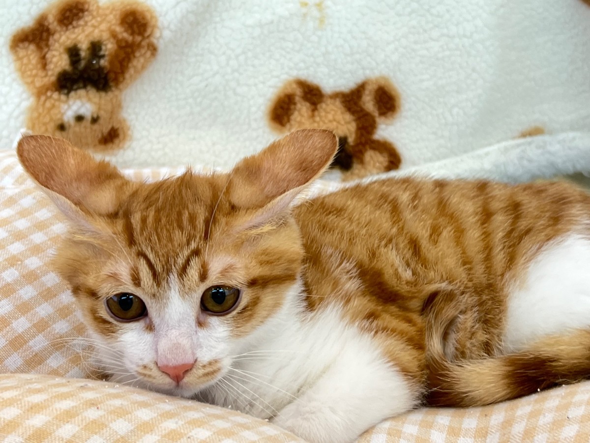 코리안숏헤어 달호 엑조틱크기 터키시앙고라크기 페르시안크기 하이랜드폴드크기 애완견크기 반려견크기 소형견무료입양사이트 중형견무료입양사이트 대형견무료입양사이트 미니비숑프리제무료