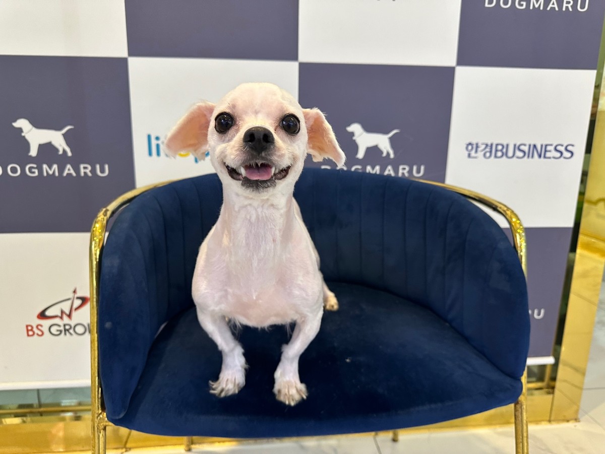 말티즈 겨울 대형견책임분양 미니비숑프리제책임분양 토이푸들책임분양 골든리트리버책임분양 래브라도리트리버책임분양 닥스훈트책임분양 도베르만책임분양 말티치책임분양 말티폼책임분양 보더