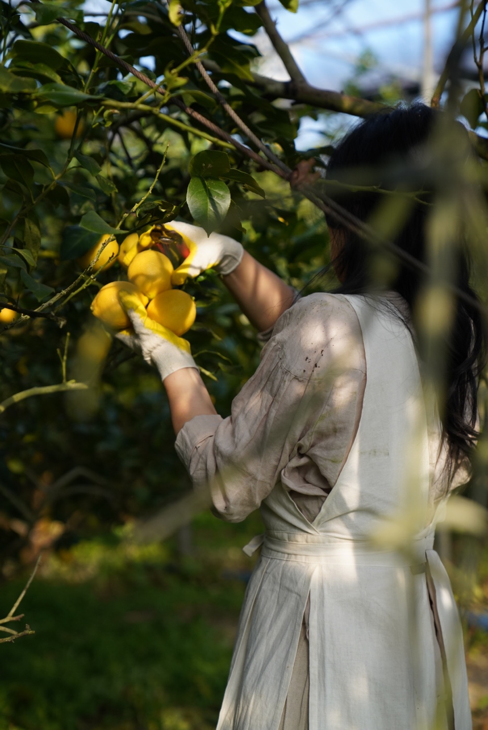 제주레몬팜 | Jeju Lemon Farm