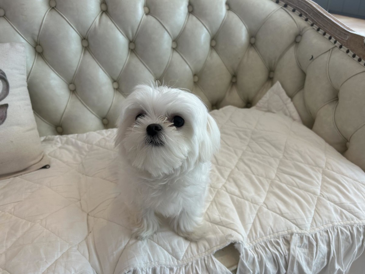 말티즈 몽실이 말티즈크기 말티푸크기 푸들크기 먼치킨크기 랙돌크기 브리티쉬숏헤어크기 스코티쉬폴드크기 러시안블루크기 강아지크기 고양이크기 유기견임시보호 유기묘임시보호 강아지임시