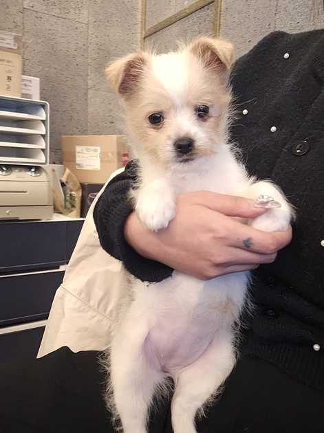 테리어믹스 버찌 프렌치불독크기 빠삐용크기 파피용크기 사모예드크기 스피츠크기 시바견크기 시베리안허스키크기 시츄크기 요크셔테리어크기 웰시코기크기 이탈리아그레이하운드크기 치와와