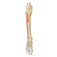 Extensor digitorum longus muscle (anterior, lower leg) : INFOGRAPHY (인포그라피)