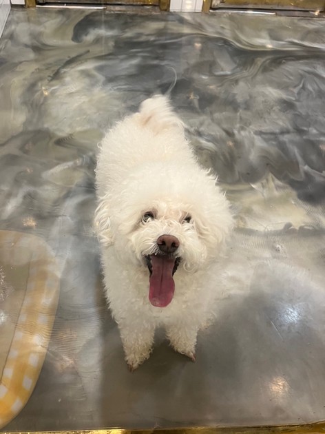 비숑프리제 해피 미니푸들무료분양 미니먼치킨무료분양 미니랙돌무료분양 미니브리티쉬숏헤어무료분양 미니스코티쉬폴드무료분양 미니러시안블루무료분양 미니강아지무료분양 미니고양이무료분양