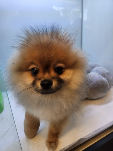 포메라니안 복실이 폼스키크기 폼치크기 폼피츠크기 푸숑크기 노르웨이숲크기 데본렉스크기 뱅갈크기 샴크기 셀커크렉스크기 스핑크스크기 아메리칸숏헤어크기 아메리칸컬크기 아비시니안크기