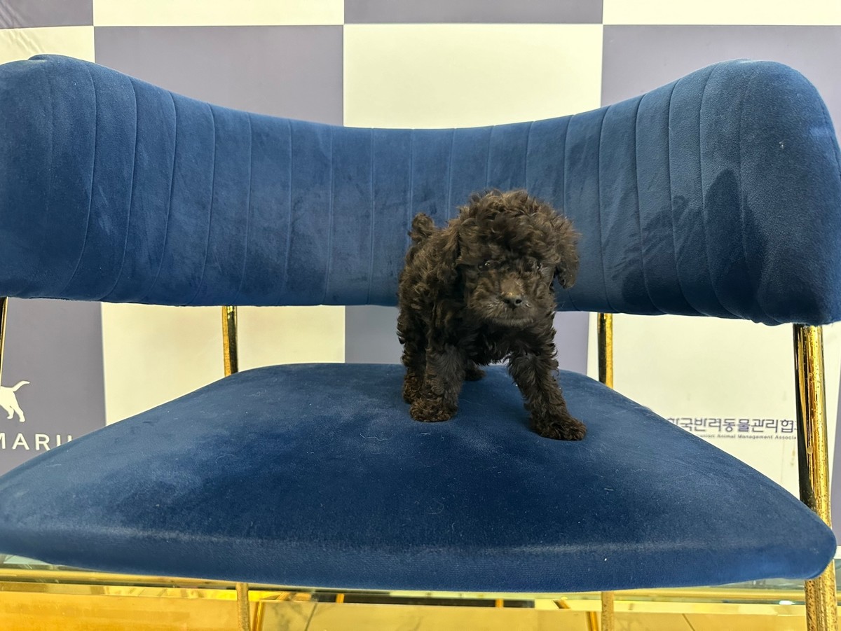 실버푸들 그레이 셀커크렉스무료입양사이트 스핑크스무료입양사이트 아메리칸숏헤어무료입양사이트 아메리칸컬무료입양사이트 아비시니안무료입양사이트 엑조틱무료입양사이트 터키시앙고라무료입양