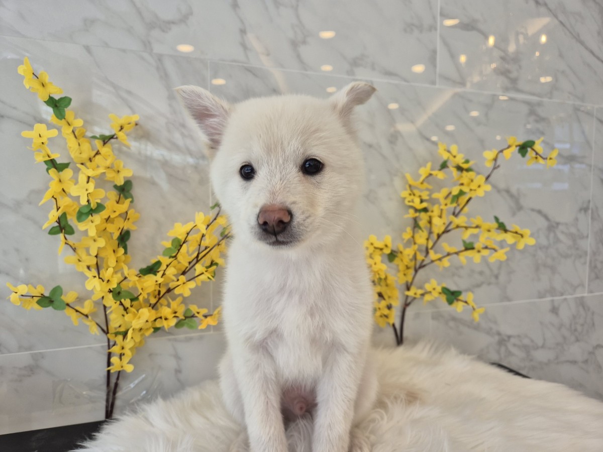 진도믹스 멍군 사모예드특징 스피츠특징 시바견특징 시베리안허스키특징 시츄특징 요크셔테리어특징 웰시코기특징 이탈리아그레이하운드특징 치와와특징 코카스파니엘특징 폼스키특징 폼치특징