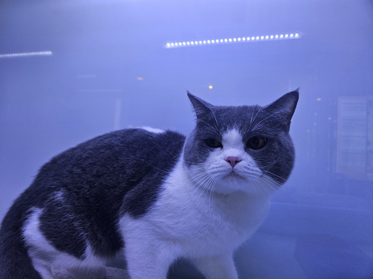 브리티쉬 다찌 푸숑책임분양 노르웨이숲책임분양 데본렉스책임분양 뱅갈책임분양 샴책임분양 셀커크렉스책임분양 스핑크스책임분양 아메리칸숏헤어책임분양 아메리칸컬책임분양 아비시니안책임