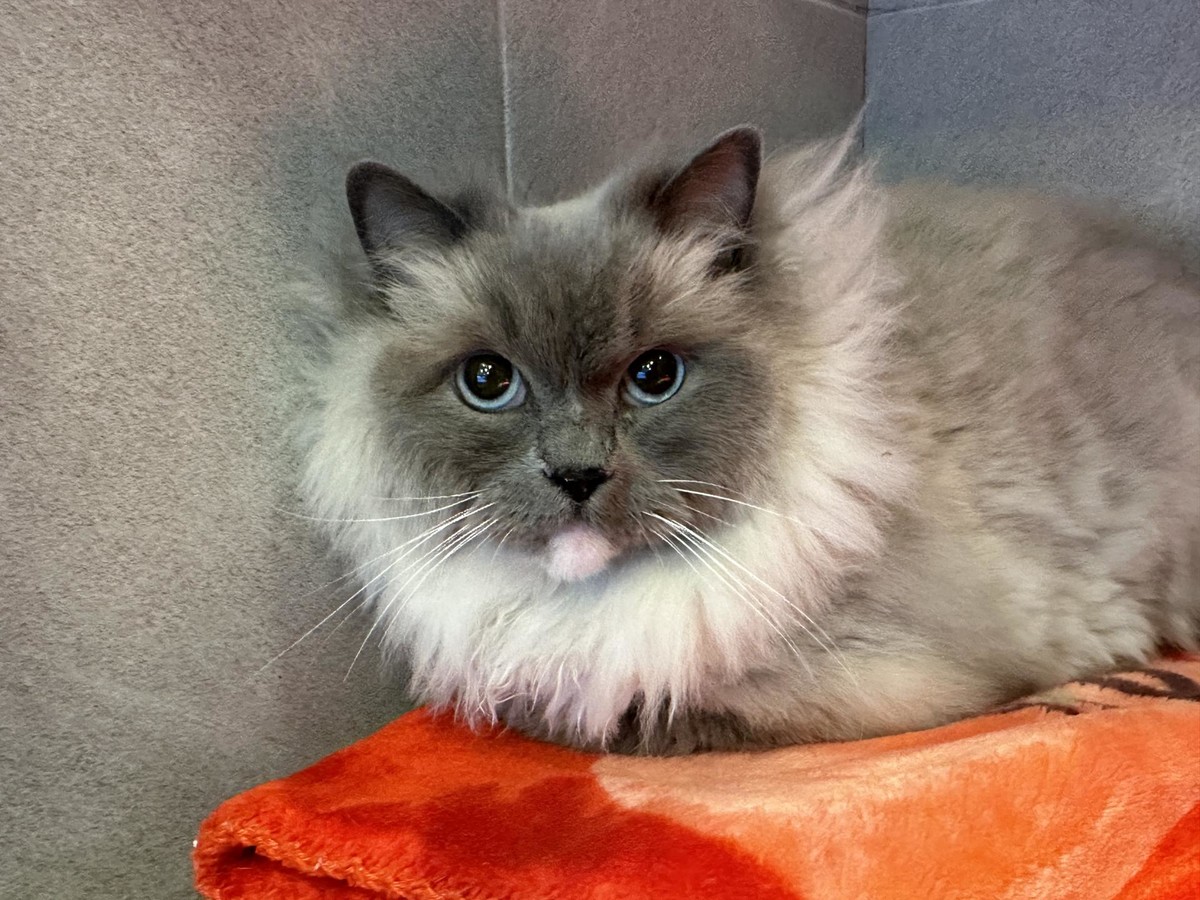 렉돌 코코 유기묘무료입양사이트 비숑프리제파양 포메라니안파양 말티즈파양 말티푸파양 푸들파양 먼치킨파양 랙돌파양 브리티쉬숏헤어파양 스코티쉬폴드파양 러시안블루파양 강아지파양