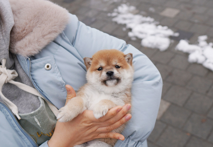 Kasmi : Louismong | KCJ Certified Mameshiba & Shiba Inu Breeder