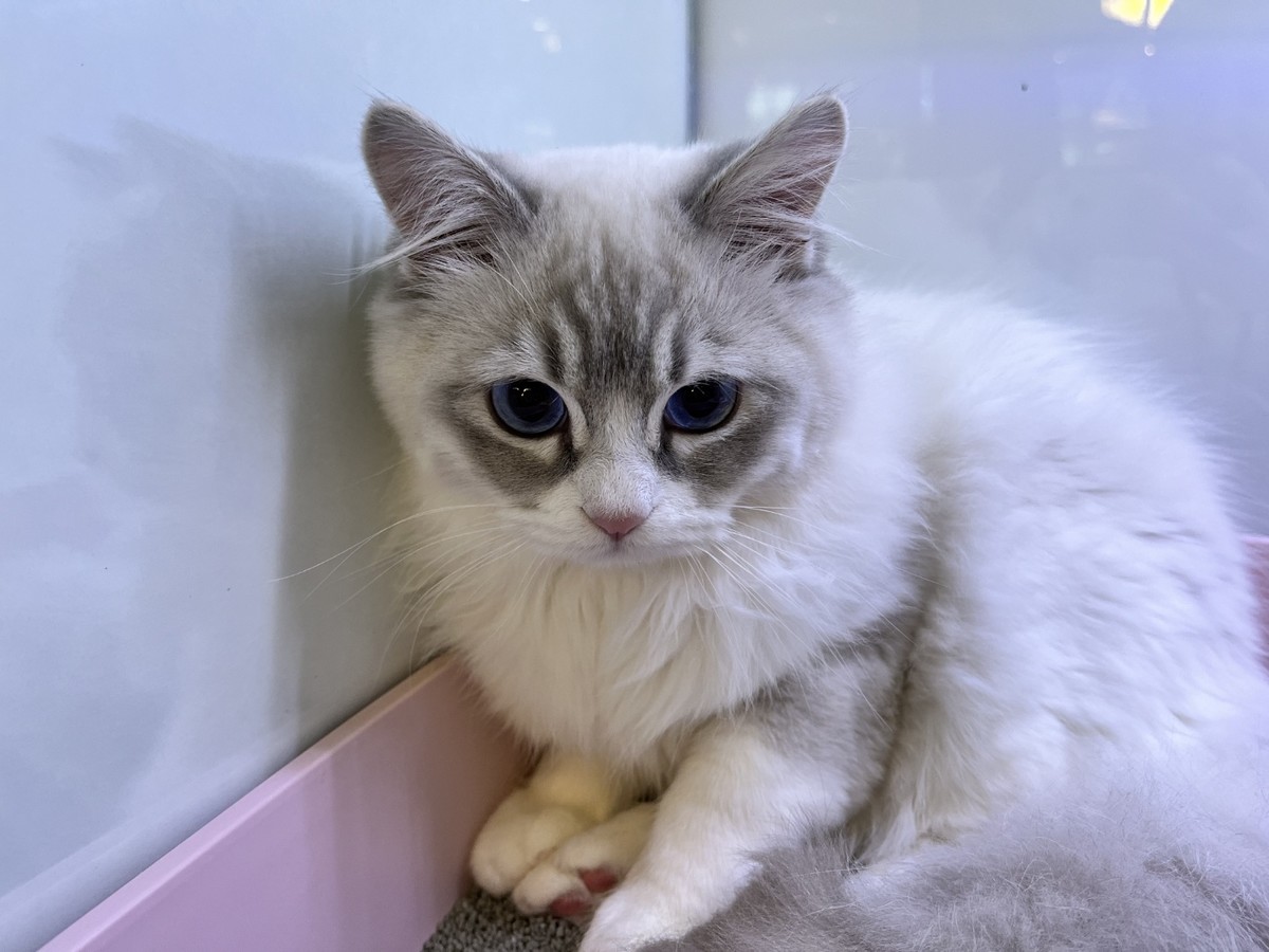 렉돌 꼬이 폼스키크기 폼치크기 폼피츠크기 푸숑크기 노르웨이숲크기 데본렉스크기 뱅갈크기 샴크기 셀커크렉스크기 스핑크스크기 아메리칸숏헤어크기 아메리칸컬크기 아비시니안크기