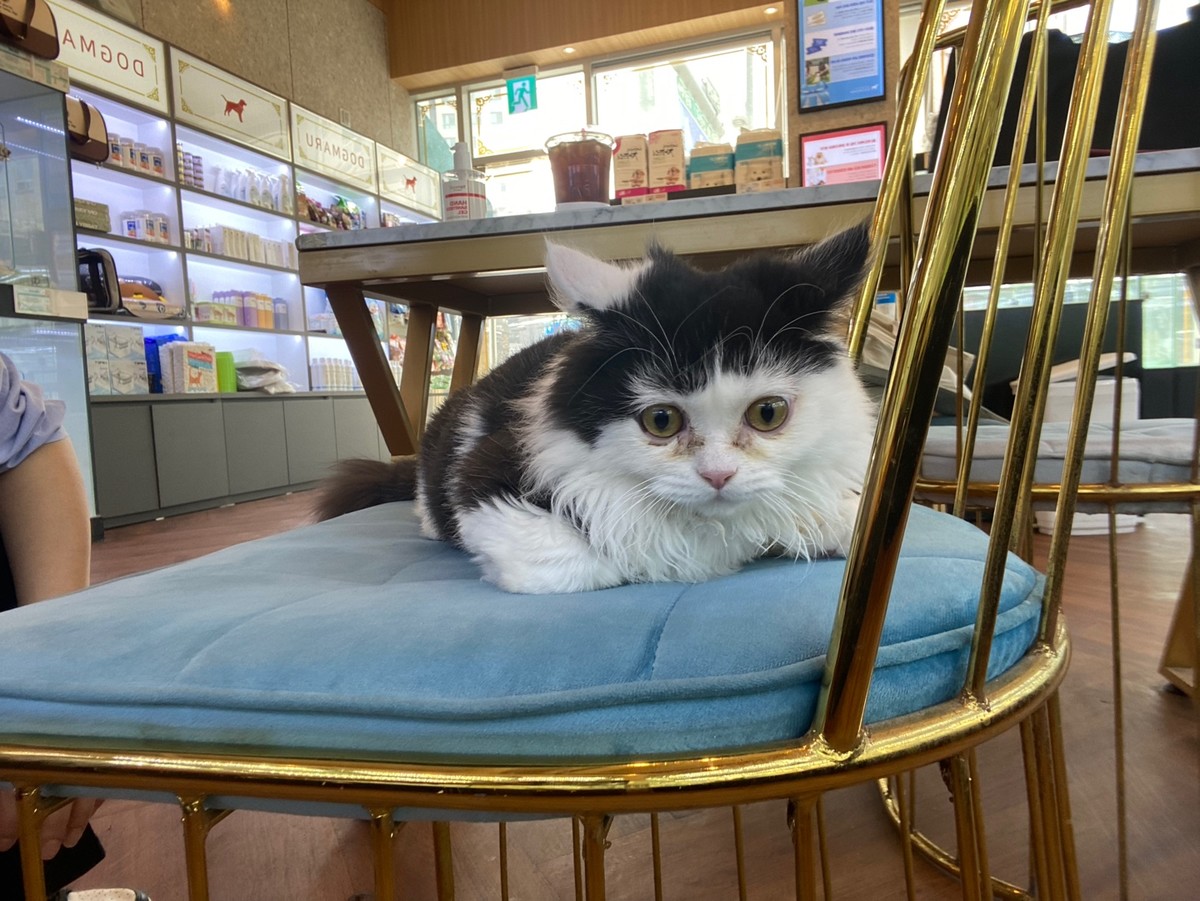 브리티시롱헤어 이레 사모예드책임분양 스피츠책임분양 시바견책임분양 시베리안허스키책임분양 시츄책임분양 요크셔테리어책임분양 웰시코기책임분양 이탈리아그레이하운드책임분양 치와와책임