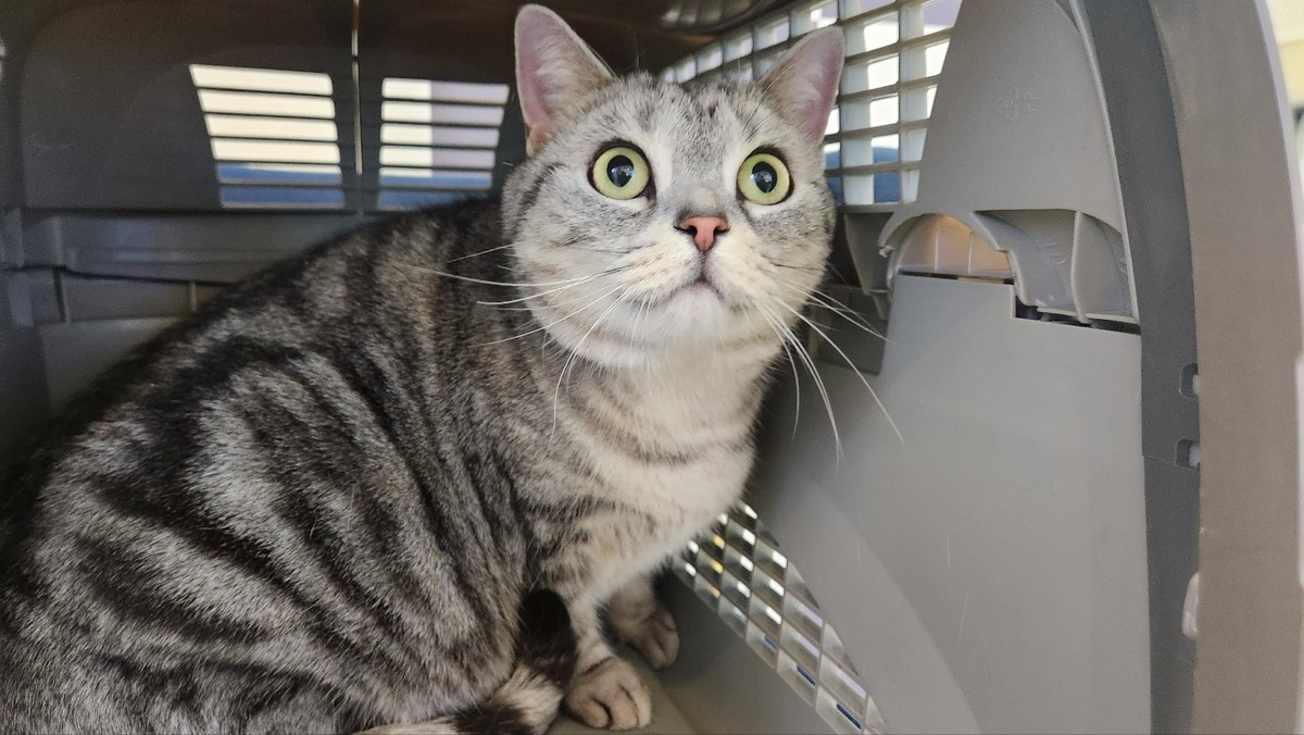 아메리칸숏헤어 콩이 폼스키크기 폼치크기 폼피츠크기 푸숑크기 노르웨이숲크기 데본렉스크기 뱅갈크기 샴크기 셀커크렉스크기 스핑크스크기 아메리칸숏헤어크기 아메리칸컬크기 아비시니안