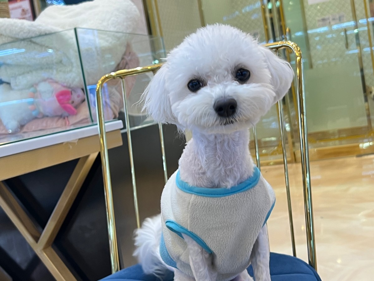 미니비숑 하늘이 애완견성격 반려견성격 소형견크기 중형견크기 미니비숑프리제크기 토이푸들크기 골든리트리버크기 래브라도리트리버크기 닥스훈트크기 도베르만크기 말티치크기 말티폼크기