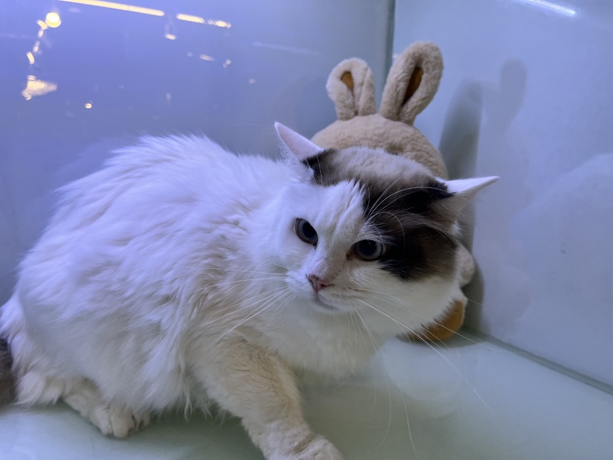 랙돌 노랑이 유기견입양 유기묘입양 강아지입양 소형견입양 중형견입양 대형견입양 말티즈입양 말티푸입양 비숑프리제입양 미니비숑프리제입양 포메라니안입양 푸들입양 골든리트리버입양