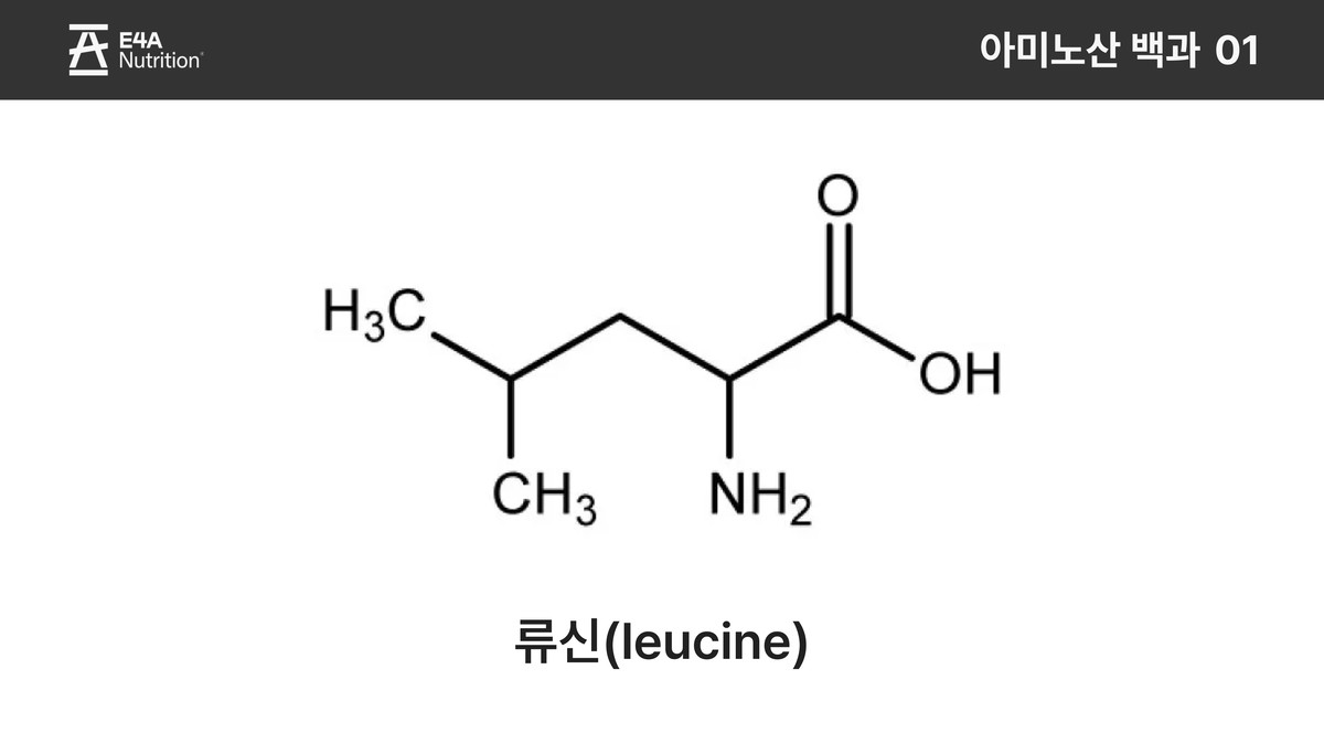 [아미노산 백과 1] 단백질 생성의 열쇠 류신 Leucine 의 역할 효과 부작용 E4a 매거진