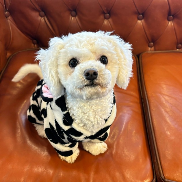 비숑프리제 숑숑이 비숑프리제무료입양사이트 포메라니안무료입양사이트 말티즈무료입양사이트 말티푸무료입양사이트 푸들무료입양사이트 먼치킨무료입양사이트 랙돌무료입양사이트 브리티쉬숏헤어