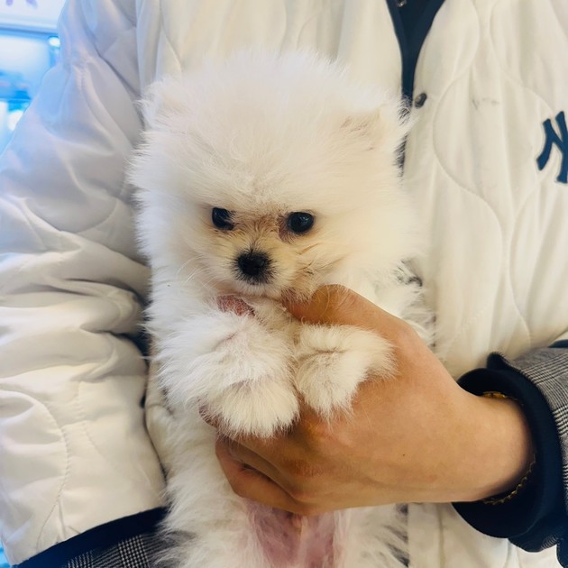 포메라니안 뭉치 보더콜리분양가격 프렌치불독분양가격 빠삐용분양가격 파피용분양가격 사모예드분양가격 스피츠분양가격 시바견분양가격 시베리안허스키분양가격 시츄분양가격 요크셔테리어분양