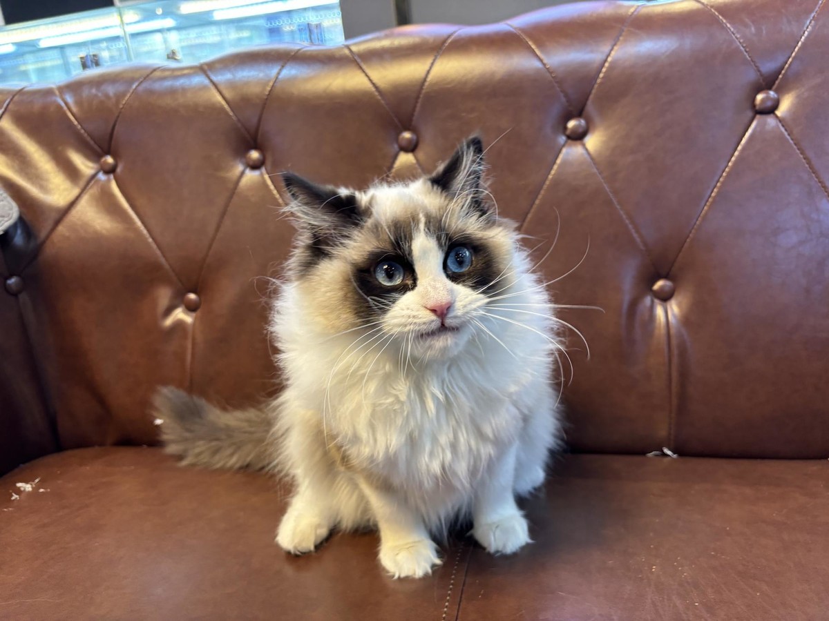 렉돌 미쯔 애완견성격 반려견성격 소형견크기 중형견크기 미니비숑프리제크기 토이푸들크기 골든리트리버크기 래브라도리트리버크기 닥스훈트크기 도베르만크기 말티치크기 말티폼크기 보더