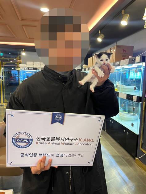 코리안숏헤어 꼬맹이 사모예드책임분양 스피츠책임분양 시바견책임분양 시베리안허스키책임분양 시츄책임분양 요크셔테리어책임분양 웰시코기책임분양 이탈리아그레이하운드책임분양 치와와책임