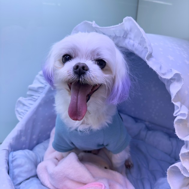 말티즈 코코 말티즈전문보호소 말티푸전문보호소 푸들전문보호소 먼치킨전문보호소 랙돌전문보호소 브리티쉬숏헤어전문보호소 스코티쉬폴드전문보호소 러시안블루전문보호소 강아지전문보호소