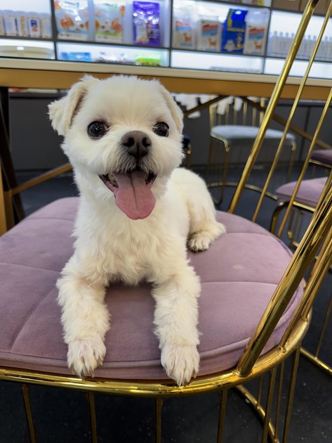 말티즈 해피 사모예드책임분양 스피츠책임분양 시바견책임분양 시베리안허스키책임분양 시츄책임분양 요크셔테리어책임분양 웰시코기책임분양 이탈리아그레이하운드책임분양 치와와책임분양 코카