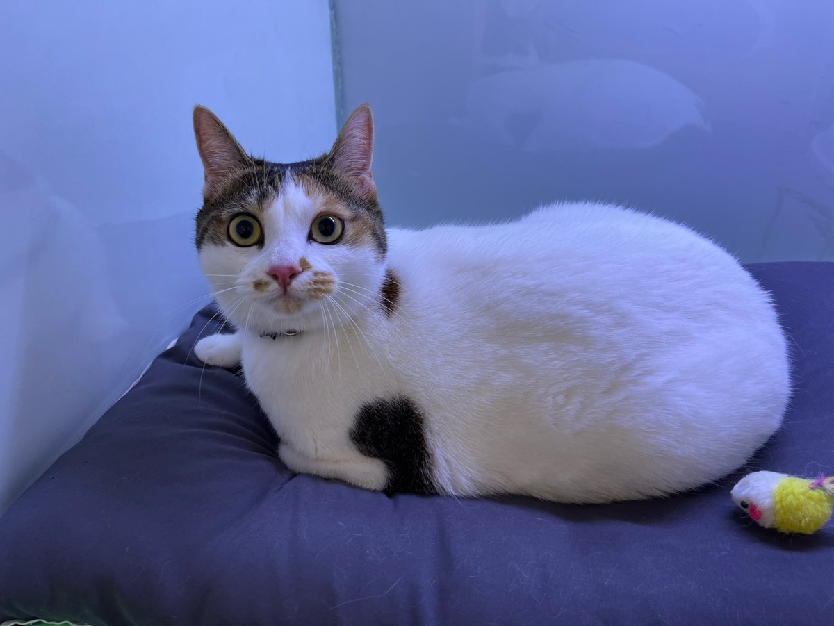 코리안숏헤어 유월이 래브라도리트리버입양 닥스훈트입양 도베르만입양 말티치입양 말티폼입양 빠삐용입양 사모예드입양 스피츠입양 시바견입양 시베리안허스키입양 시츄입양 요크셔테리어입양