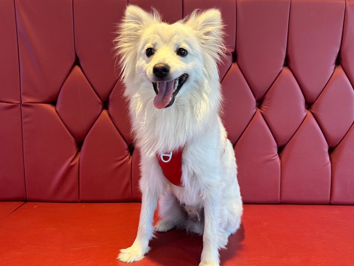 스피츠 백억이 샴입양 셀커크렉스입양 스코티쉬폴드입양 스핑크스입양 아메리칸숏헤어입양 아비시니안입양 터키시앙고라입양 페르시안입양 애완견입양 반려견입양 털빠짐없는소형견종류