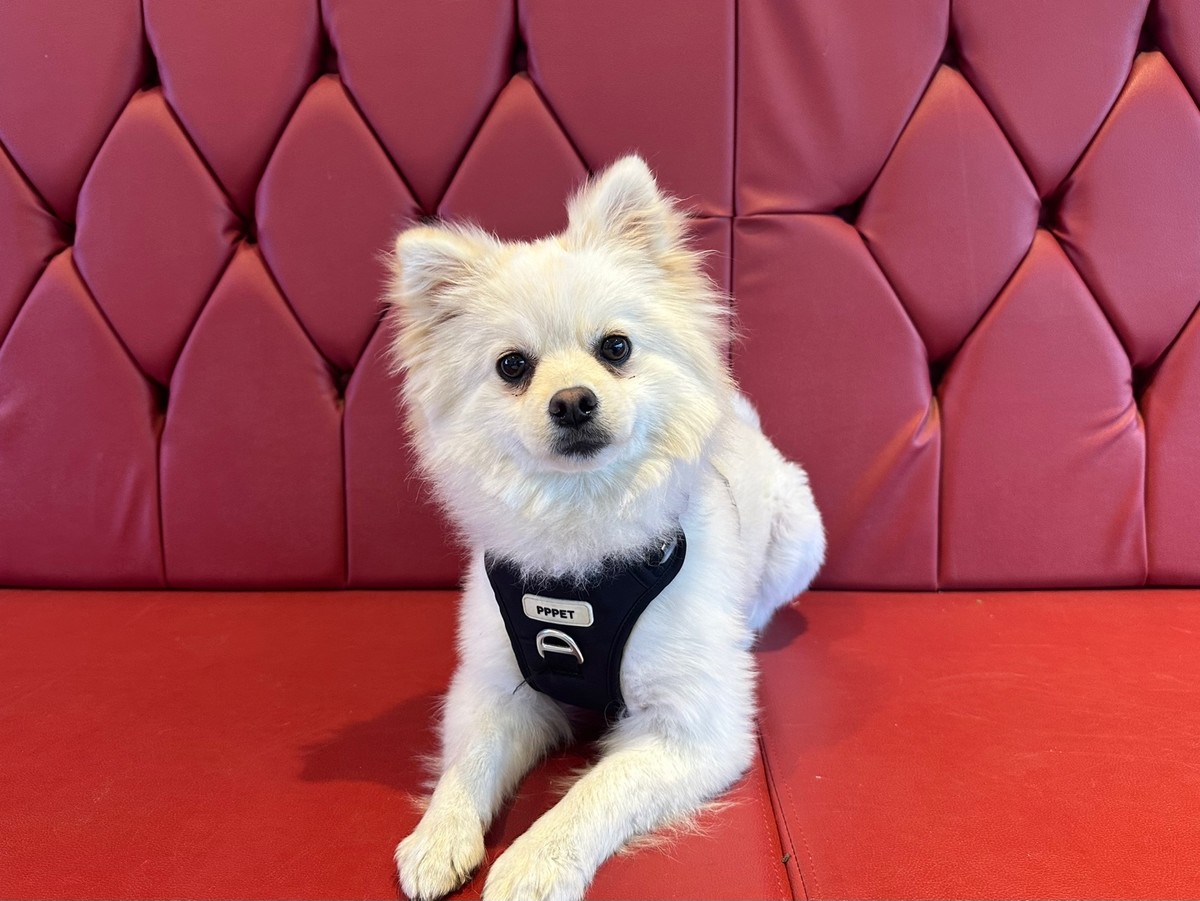 폼피츠 천억이 이탈리아그레이하운드입양 치와와입양 폼스키입양 폼치입양 폼피츠입양 푸숑입양 고양이입양 랙돌입양 러시안블루입양 먼치킨입양 브리티쉬숏헤어입양 노르웨이숲입양 뱅갈입양