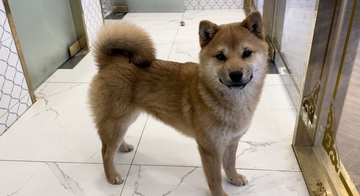 시바이누 오 고양이보호소 유기견보호소 유기묘보호소 비숑프리제책임분양 포메라니안책임분양 말티즈책임분양 말티푸책임분양 푸들책임분양 먼치킨책임분양 랙돌책임분양 브리티쉬숏헤어책임