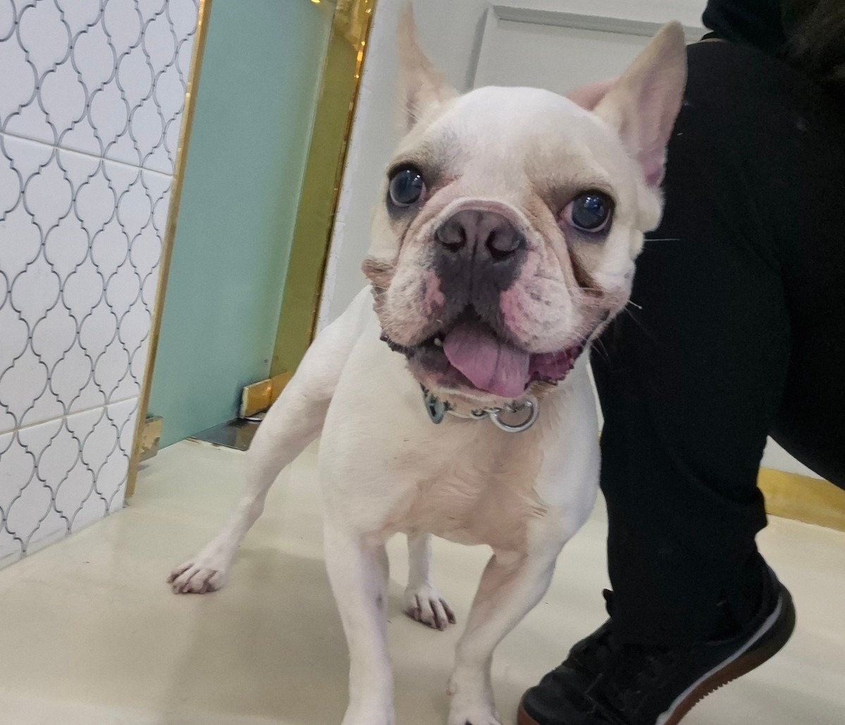 프렌치불독 만두 유기견입양 유기묘입양 강아지입양 소형견입양 중형견입양 대형견입양 말티즈입양 말티푸입양 비숑프리제입양 미니비숑프리제입양 포메라니안입양 푸들입양 골든리트리버입양