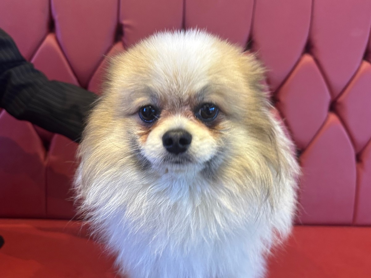 포메라니안 하오 푸숑책임분양 노르웨이숲책임분양 데본렉스책임분양 뱅갈책임분양 샴책임분양 셀커크렉스책임분양 스핑크스책임분양 아메리칸숏헤어책임분양 아메리칸컬책임분양 아비시니안책임