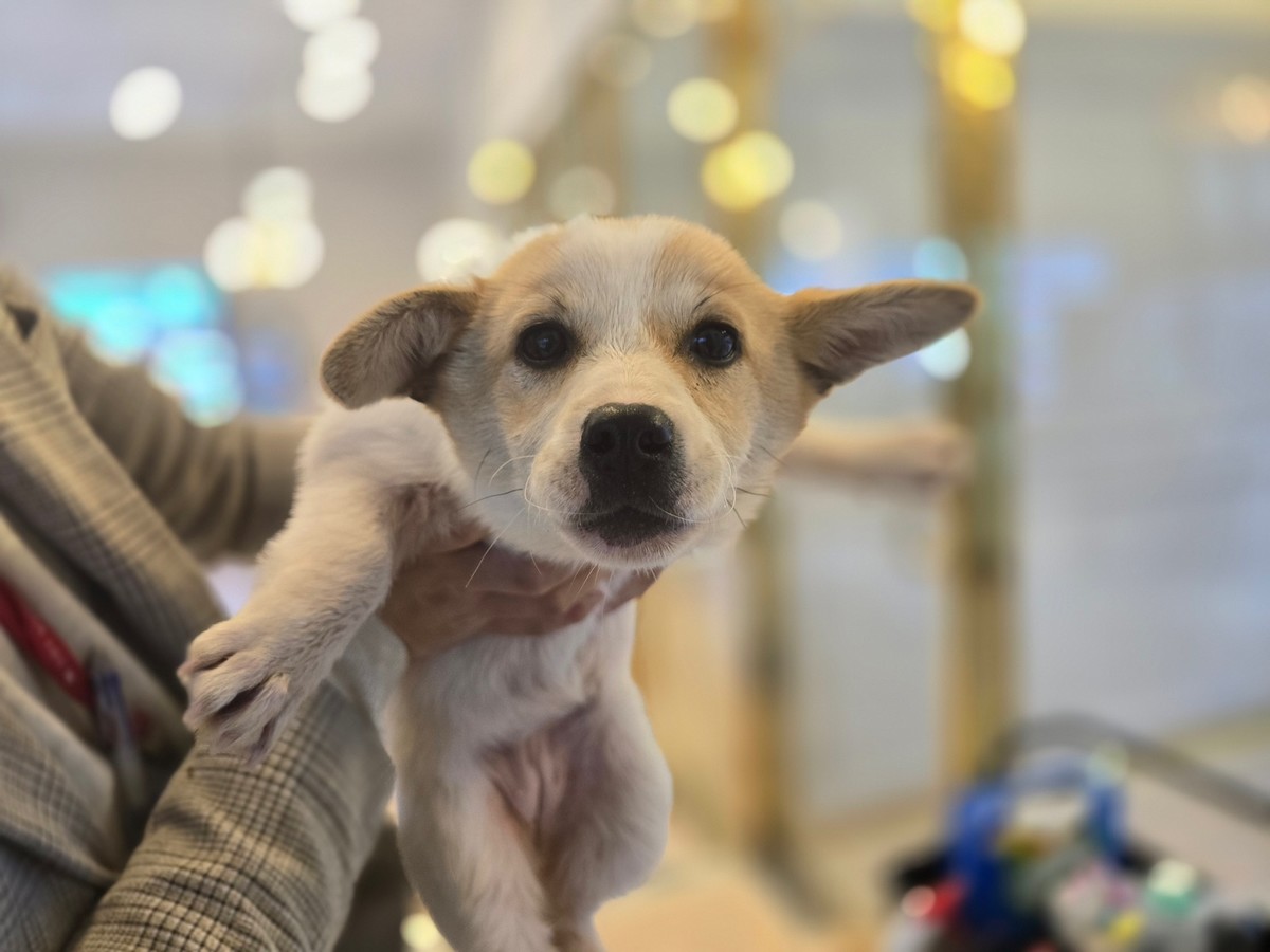 웰시믹스 누룽지 엑조틱크기 터키시앙고라크기 페르시안크기 하이랜드폴드크기 애완견크기 반려견크기 소형견무료입양사이트 중형견무료입양사이트 대형견무료입양사이트 미니비숑프리제무료입양