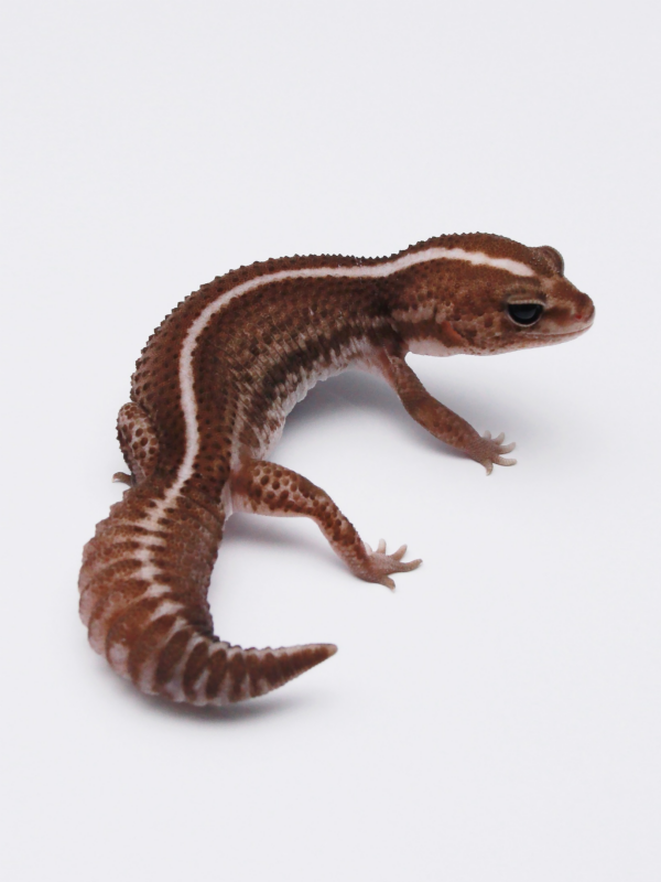 Super Zero Oreo (66% Het Ghost) (C019🚺) : 칵테일샵 (COCKTAIL SHOP)