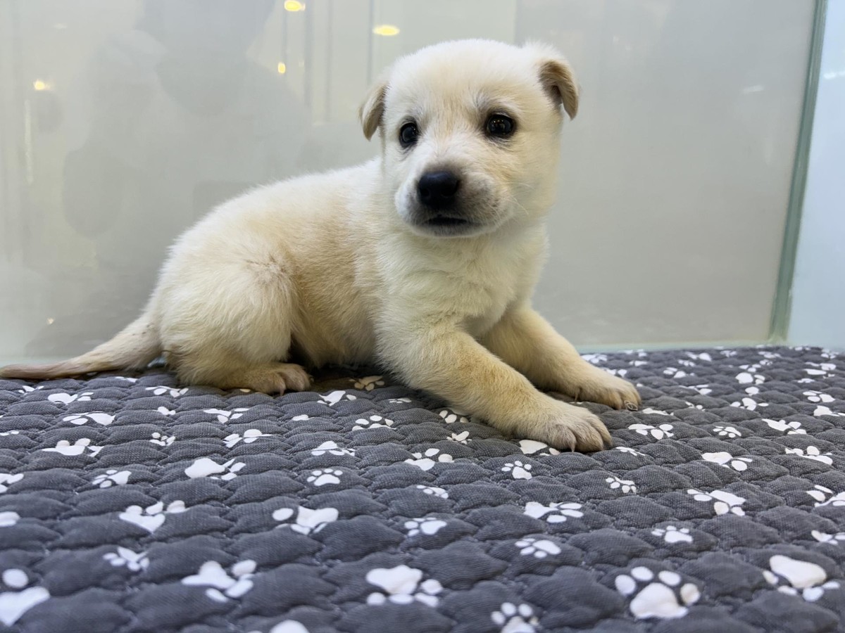 믹스견 시안이 엑조틱크기 터키시앙고라크기 페르시안크기 하이랜드폴드크기 애완견크기 반려견크기 소형견무료입양사이트 중형견무료입양사이트 대형견무료입양사이트 미니비숑프리제무료입양