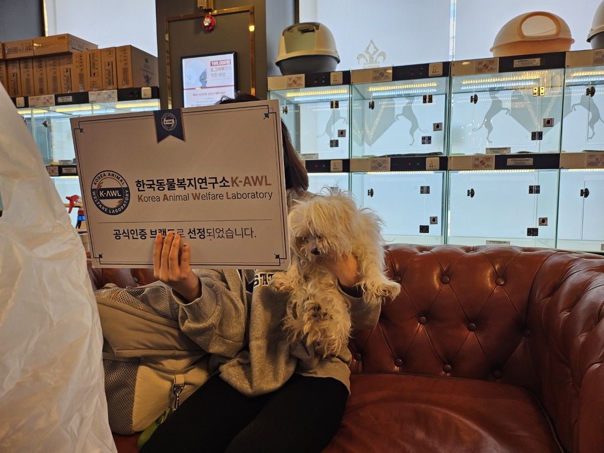 말티즈 앵두 폼스키크기 폼치크기 폼피츠크기 푸숑크기 노르웨이숲크기 데본렉스크기 뱅갈크기 샴크기 셀커크렉스크기 스핑크스크기