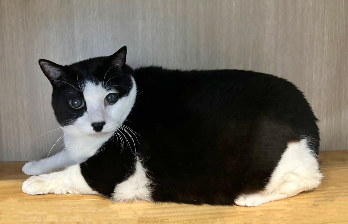 코리안숏헤어토리 고양이책임분양 강아지분양 고양이분양 컴투펫 시츄 셔틀랜드쉽독 말티푸 미니핀 치와와 요크셔테리어 포메라니안 말티즈 분양