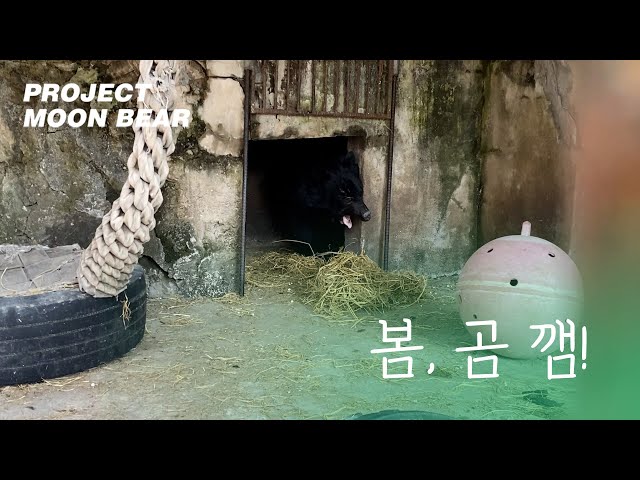 봄, 곰 깸! : 곰 보금자리 프로젝트 : Project Moon Bear
