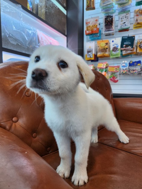 진도믹스 덕배 샴입양 셀커크렉스입양 스코티쉬폴드입양 스핑크스입양 아메리칸숏헤어입양 아비시니안입양 터키시앙고라입양 페르시안입양 애완견입양 반려견입양 털빠짐없는소형견종류