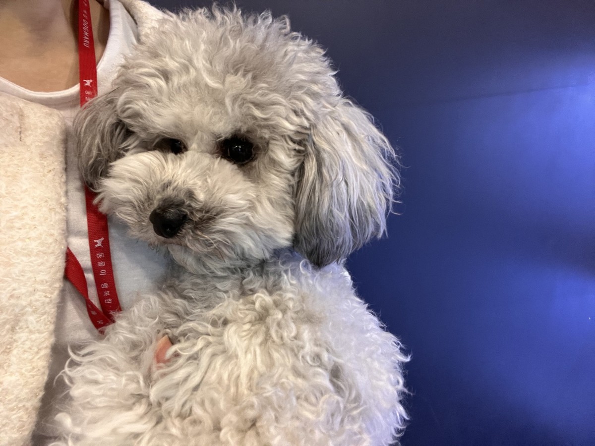 토이푸들 뭉치 엑조틱크기 터키시앙고라크기 페르시안크기 하이랜드폴드크기 애완견크기 반려견크기 소형견무료입양사이트 중형견무료입양사이트 대형견무료입양사이트 미니비숑프리제무료입양