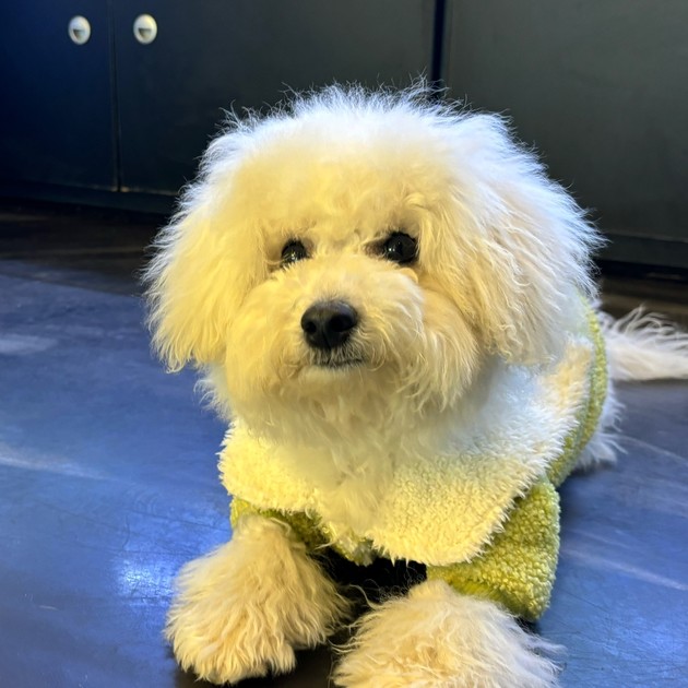 비숑프리제 뭉치 유기묘무료입양사이트 비숑프리제파양 포메라니안파양 말티즈파양 말티푸파양 푸들파양 먼치킨파양 랙돌파양 브리티쉬숏헤어파양 스코티쉬폴드파양 러시안블루파양 강아지파양