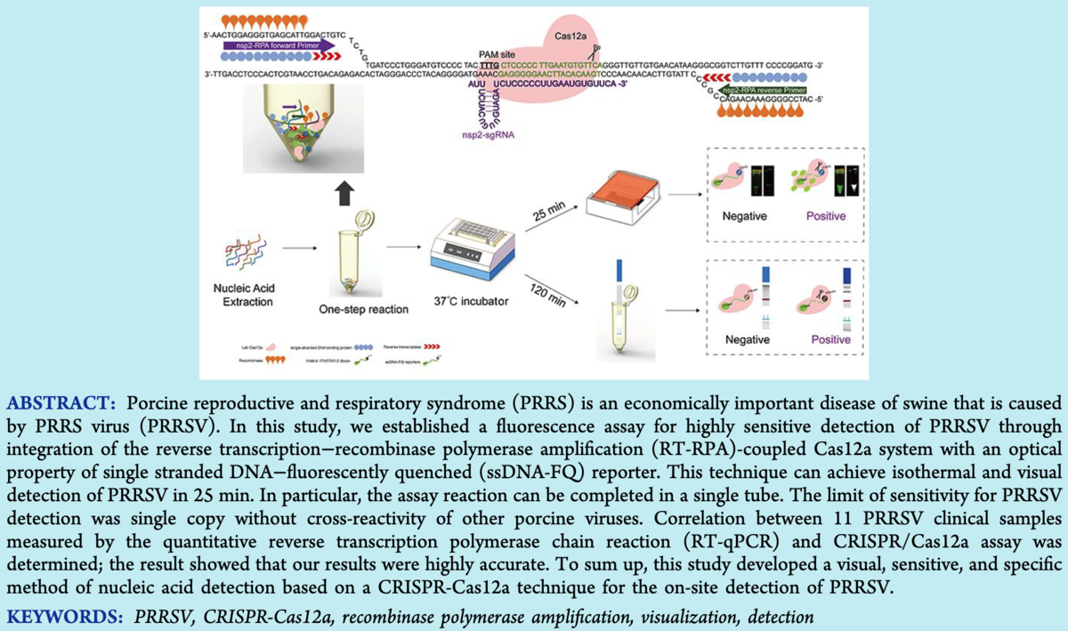 Highly Sensitive CRISPR/Cas12a-Based Fluorescence Detection of Porcine Reproductive and ...