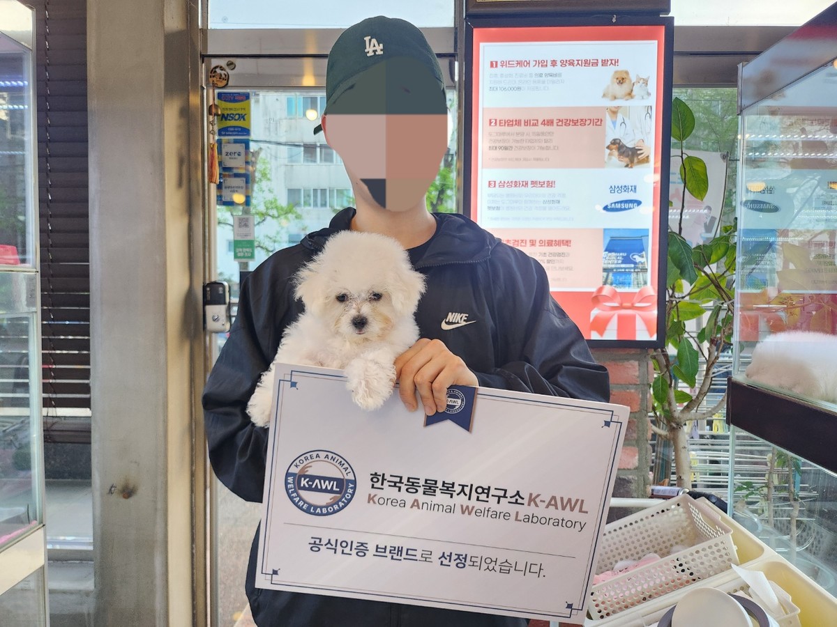 비숑프리제 보송이 대형견책임분양 미니비숑프리제책임분양 토이푸들책임분양 골든리트리버책임분양 래브라도리트리버책임분양 닥스훈트책임분양 도베르만책임분양 말티치책임분양 말티폼책임분양